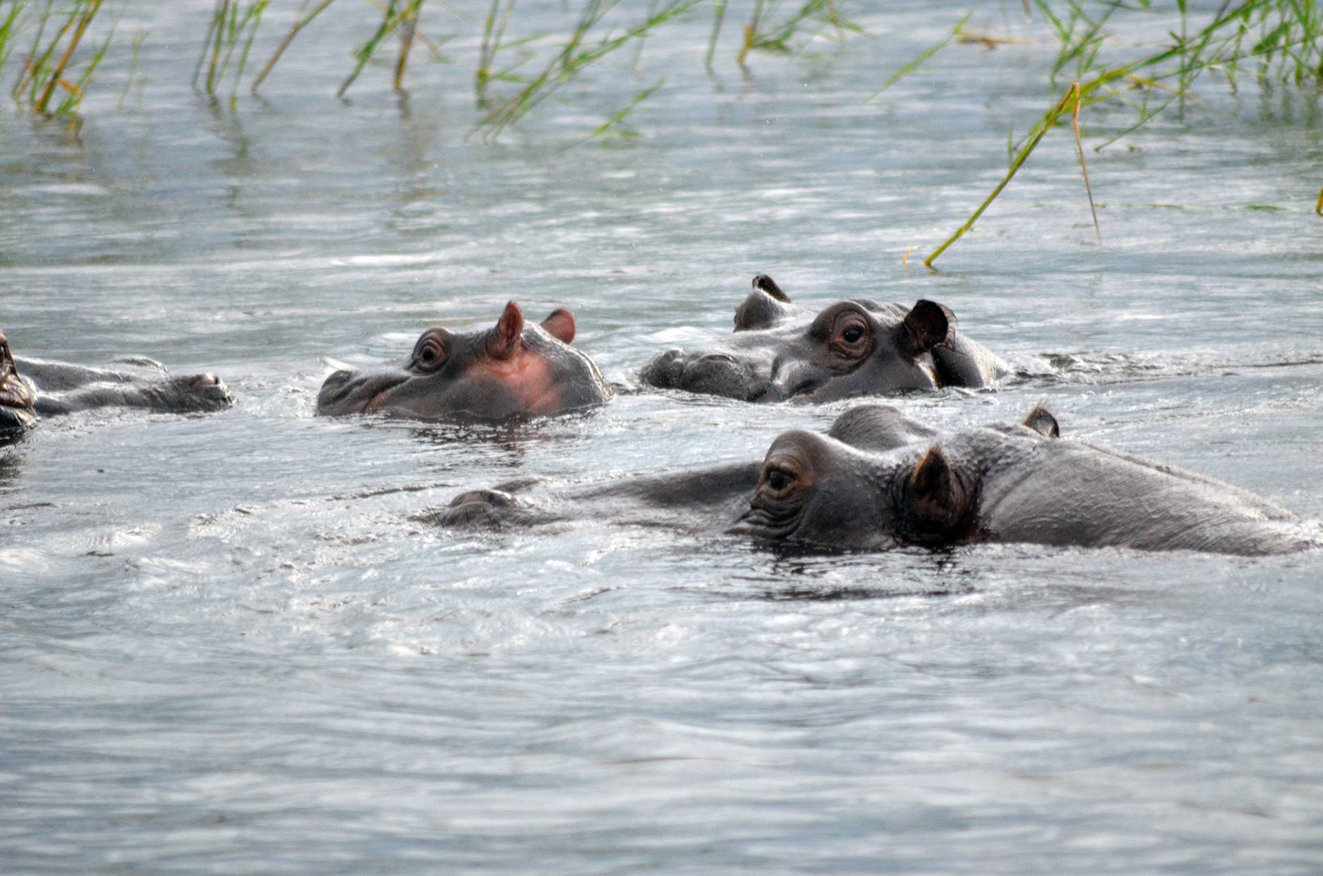 Passeio de barco no Rio Zambeze no Sunset Cruise da Wild Horizons