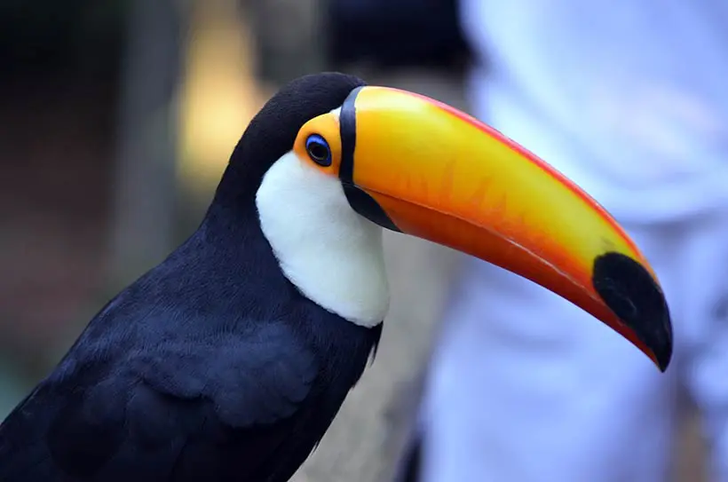 Tucano: aqui você vai ver as melhores fotos de tucanos da internet!