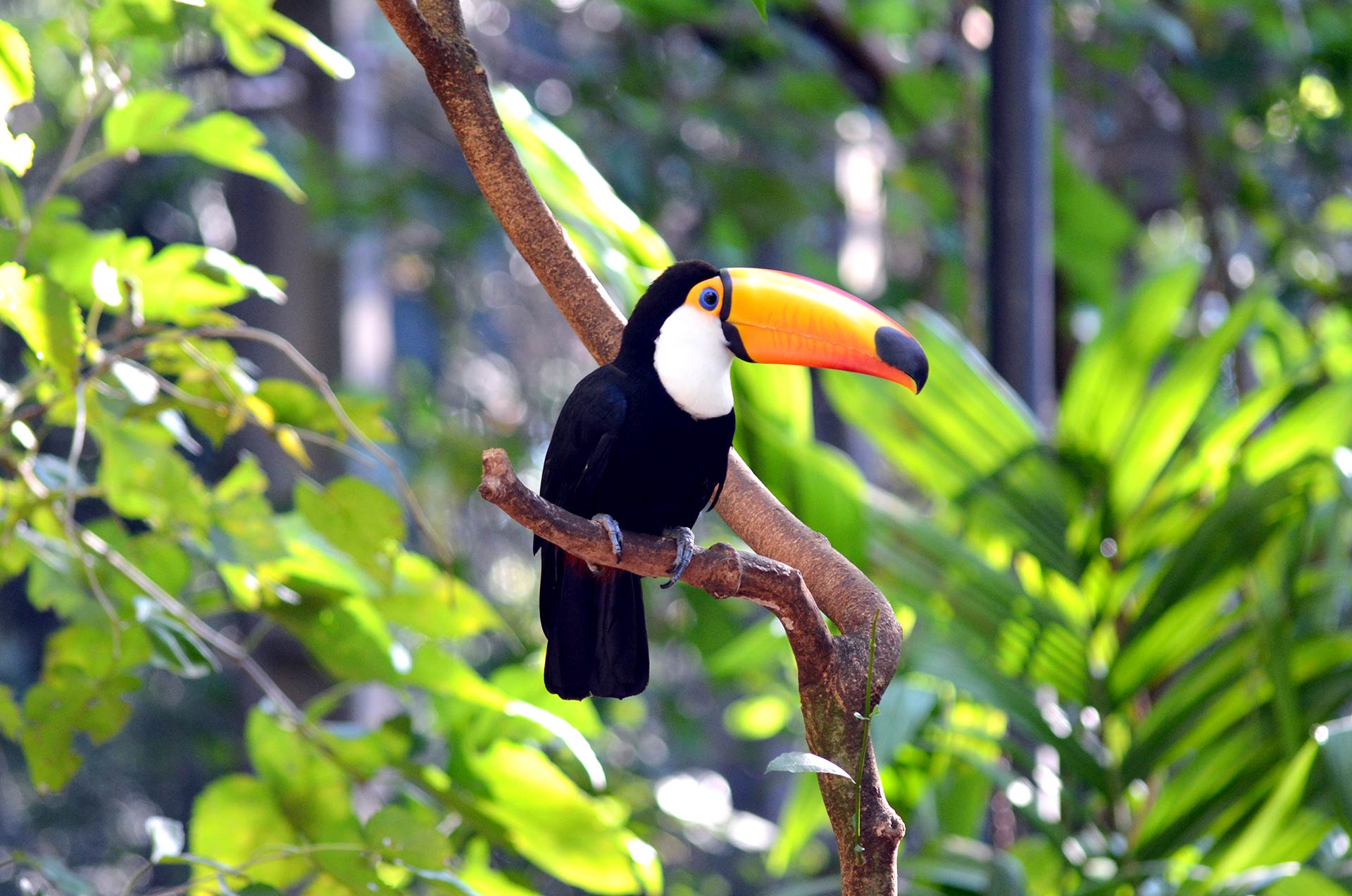 Tucano: aqui você vai ver as melhores fotos de tucanos da internet!